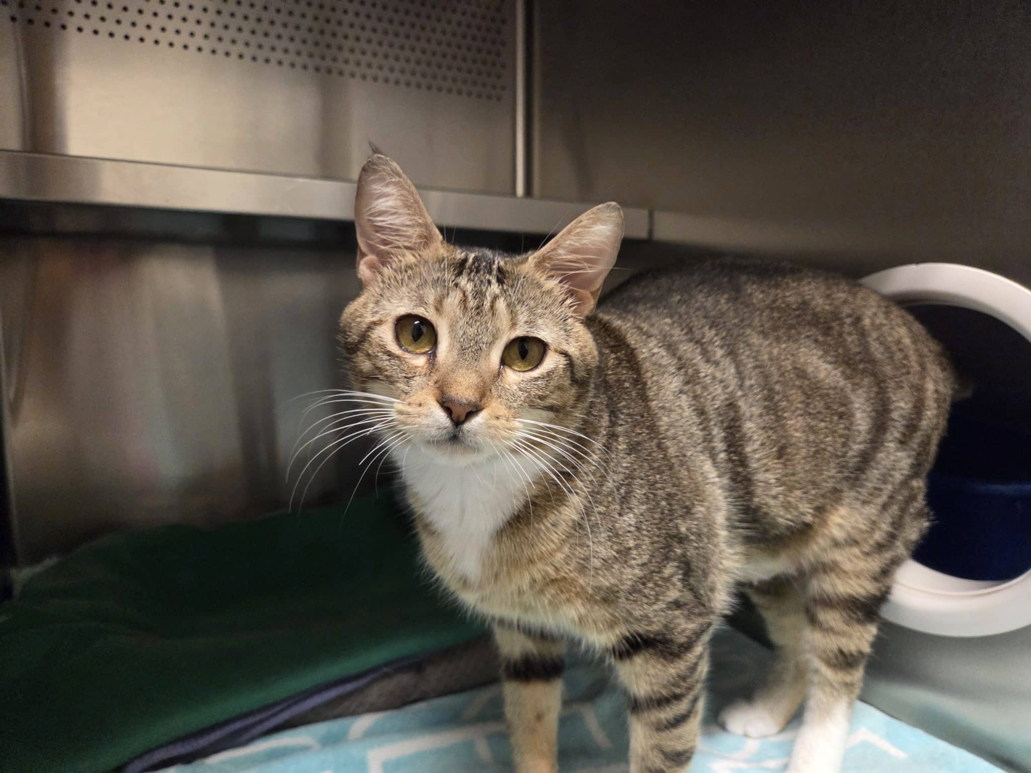 Vassar's Nine lives - Cat Depot