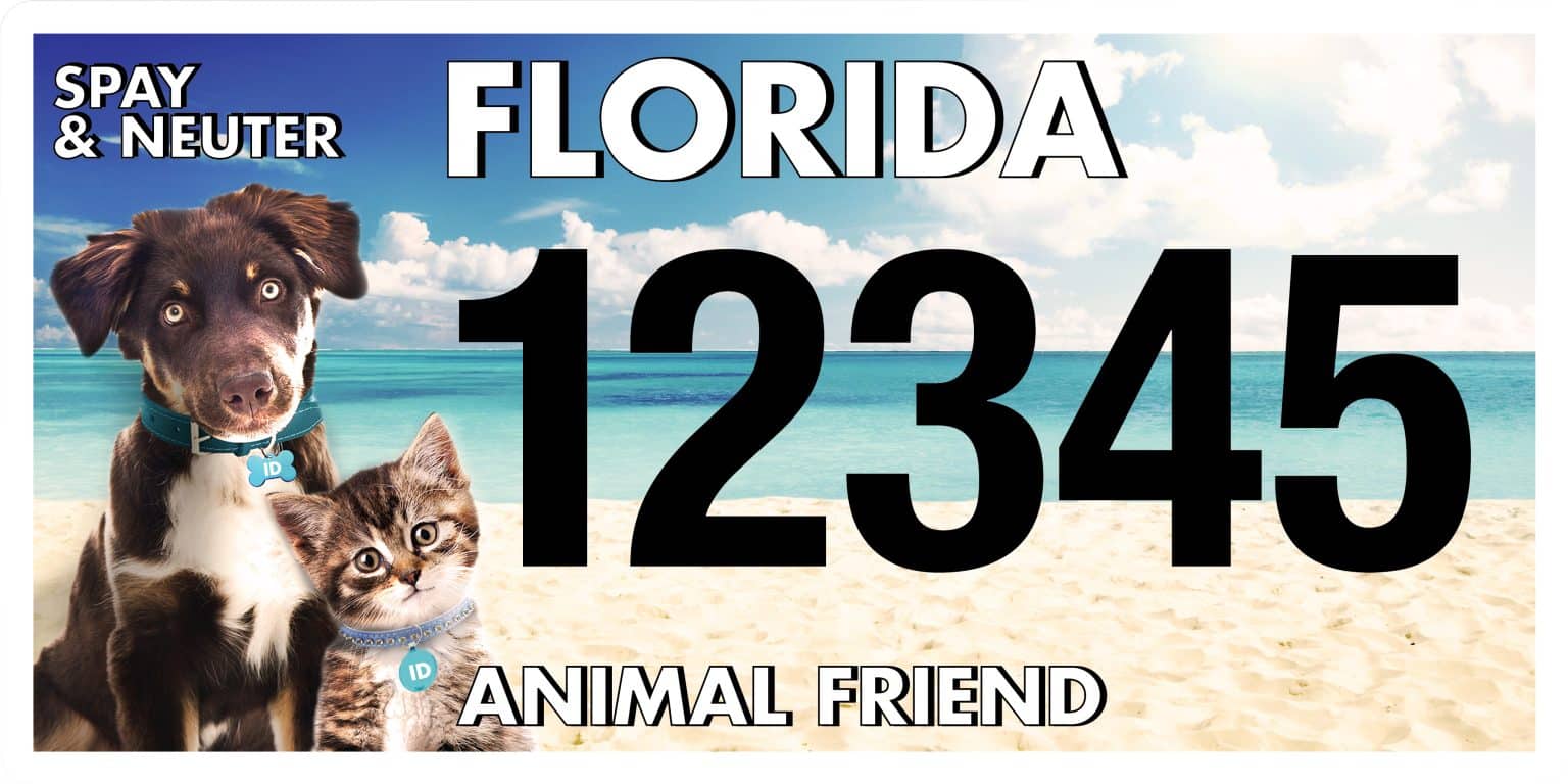 Cat Depot Receives Florida Animal Friend Grant - Cat Depot