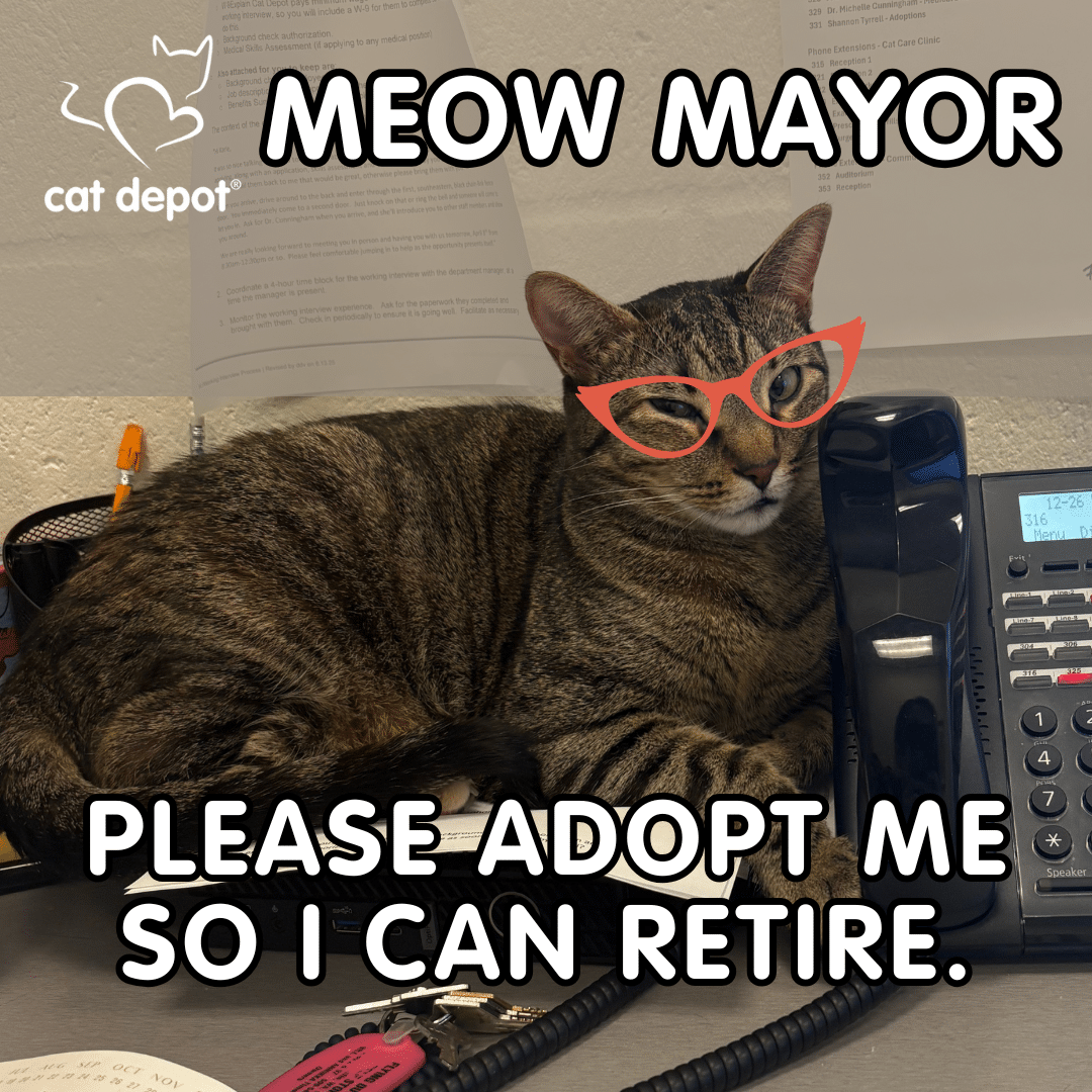Adopt - Cat Depot